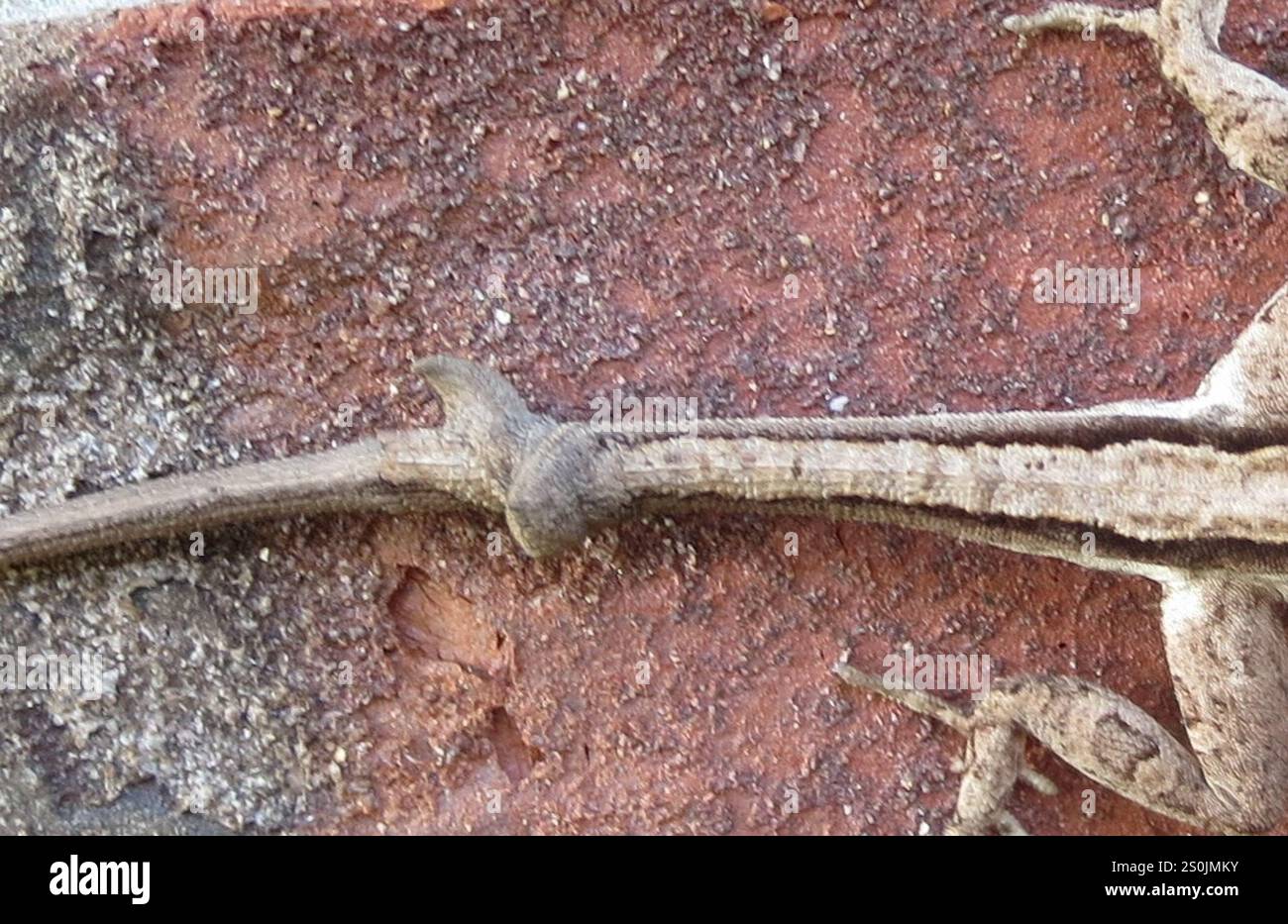 Brown Anole (Anolis sagrei Stock Photo - Alamy