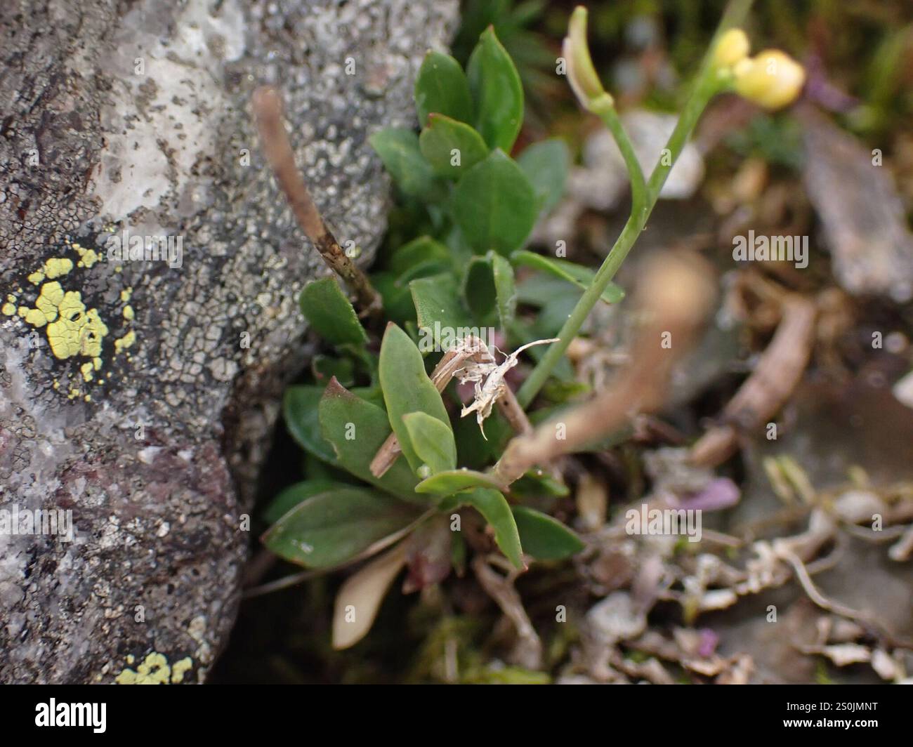 alpine bittercress (Cardamine bellidifolia Stock Photo - Alamy