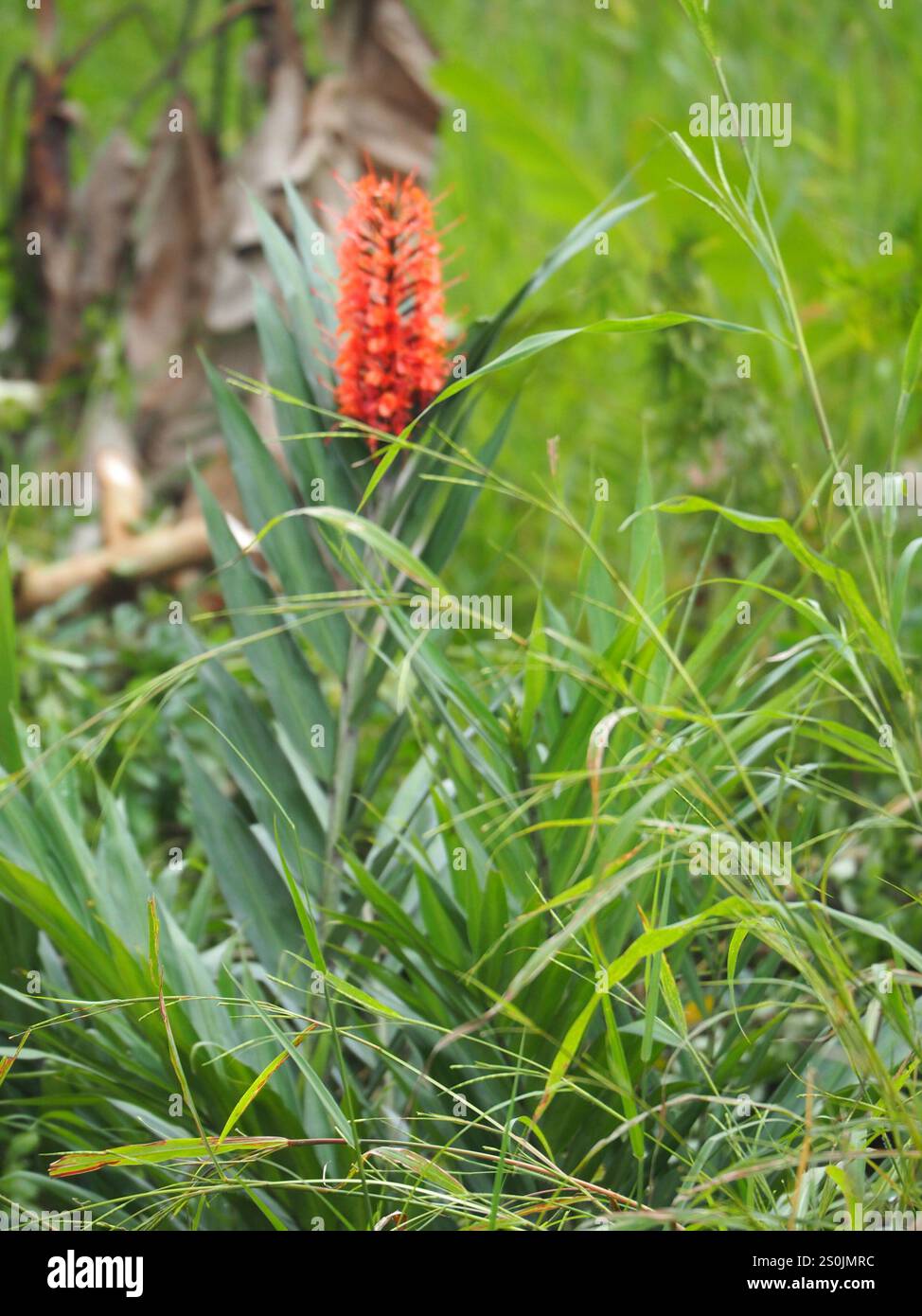 Butterfly ginger (Hedychium coccineum Stock Photo - Alamy