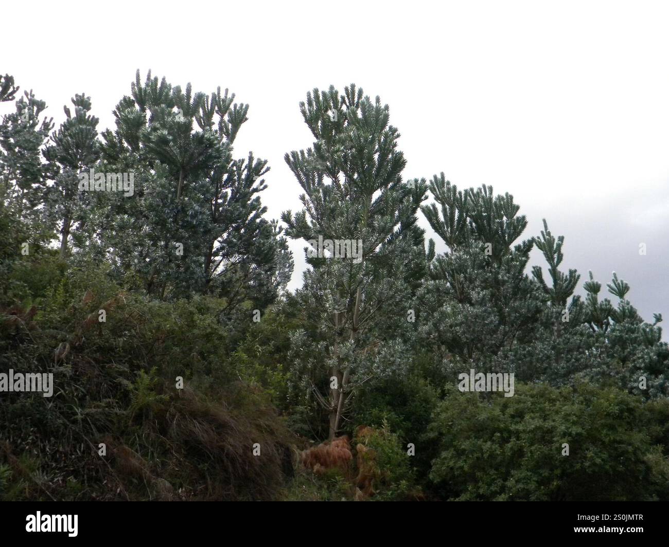 Cape Silver Tree (Leucadendron argenteum Stock Photo - Alamy