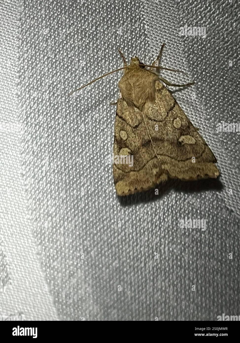 Aspen Twoleaf Tier Moth (Enargia decolor Stock Photo - Alamy