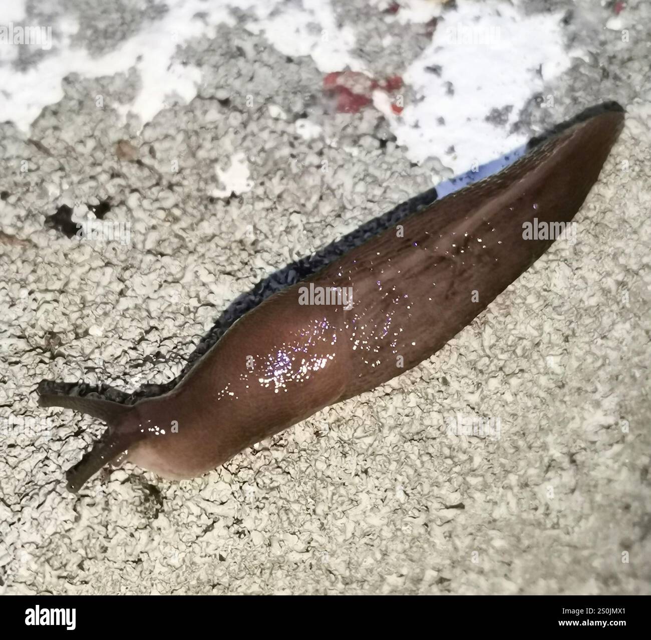 Tree slug (Lehmannia marginata Stock Photo - Alamy