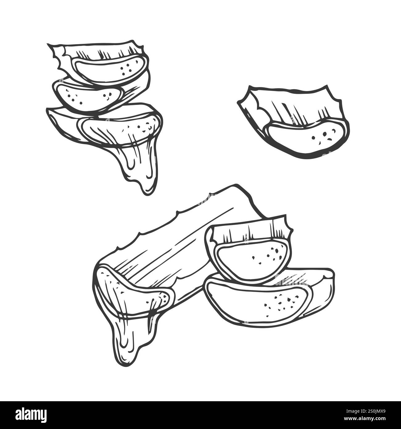 Aloe vera organic plant vector illustration. Isolated vector ...