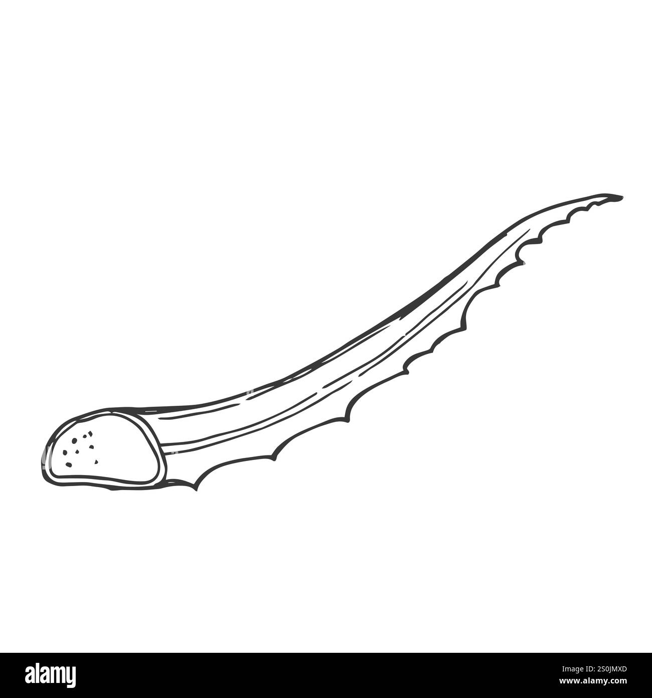 Aloe vera leaves and slice vector illustration. Hand drawn outline ...