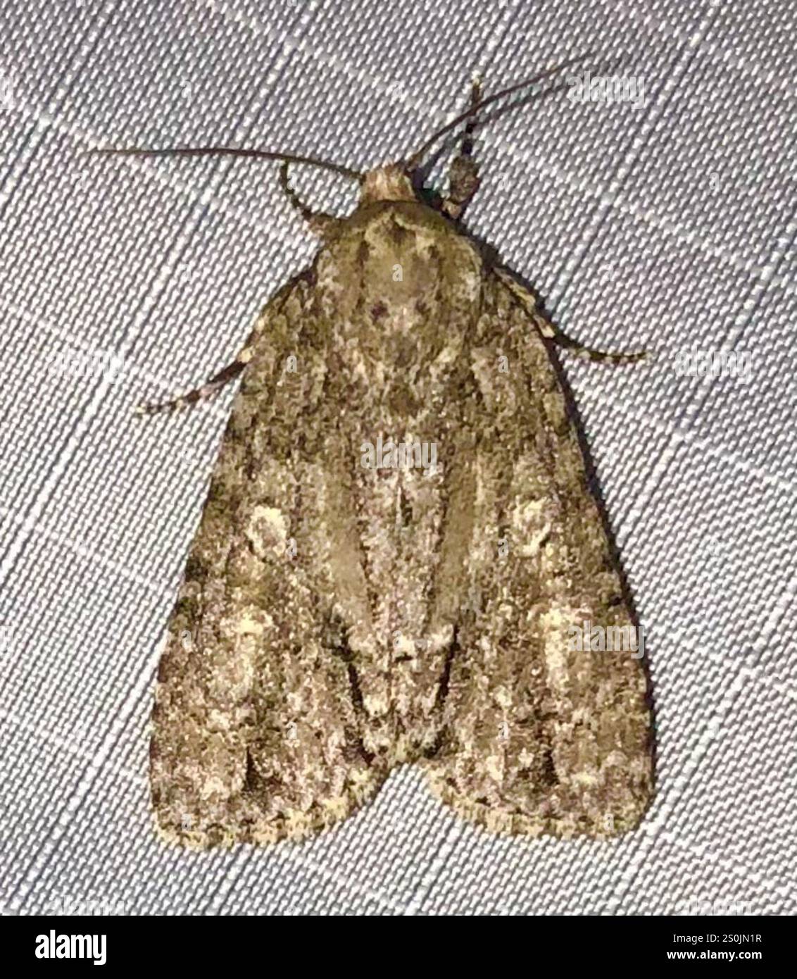 Medium Oak Dagger (Acronicta immodica Stock Photo - Alamy