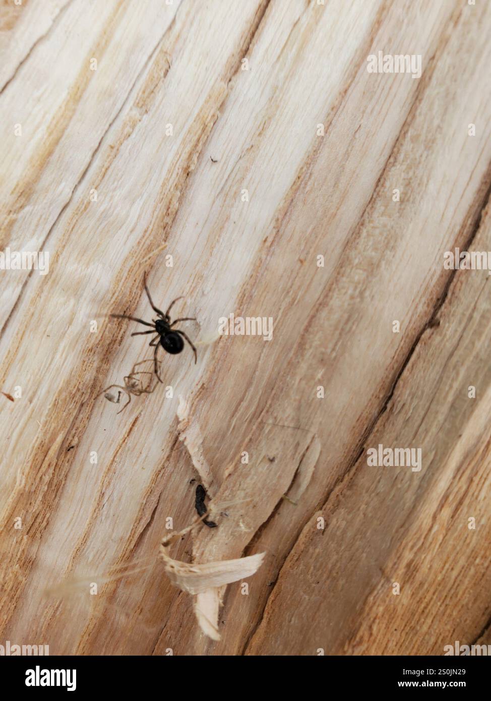 Orbweavers and Allies (Araneoidea Stock Photo - Alamy