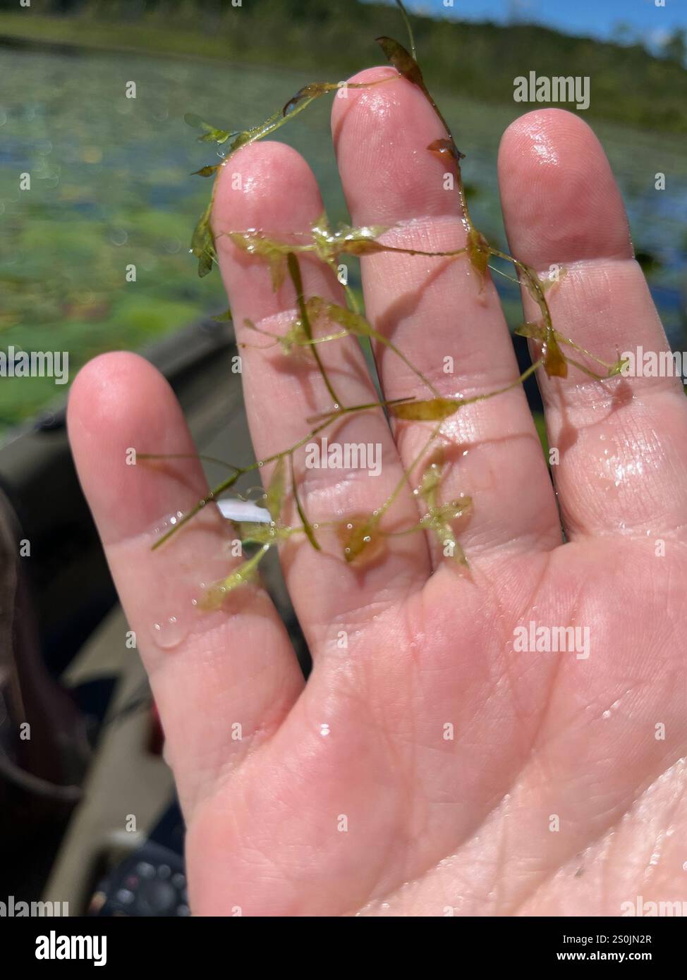 Ivy-leaved Duckweed (Lemna trisulca Stock Photo - Alamy