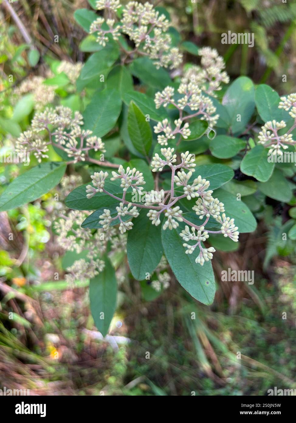 Kumarahou (Pomaderris kumeraho Stock Photo - Alamy