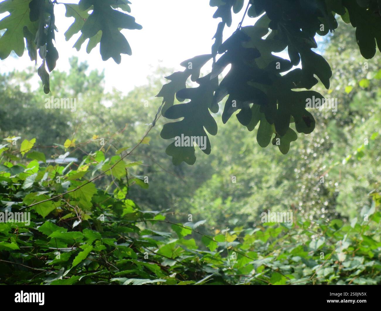 white oak (Quercus alba Stock Photo - Alamy