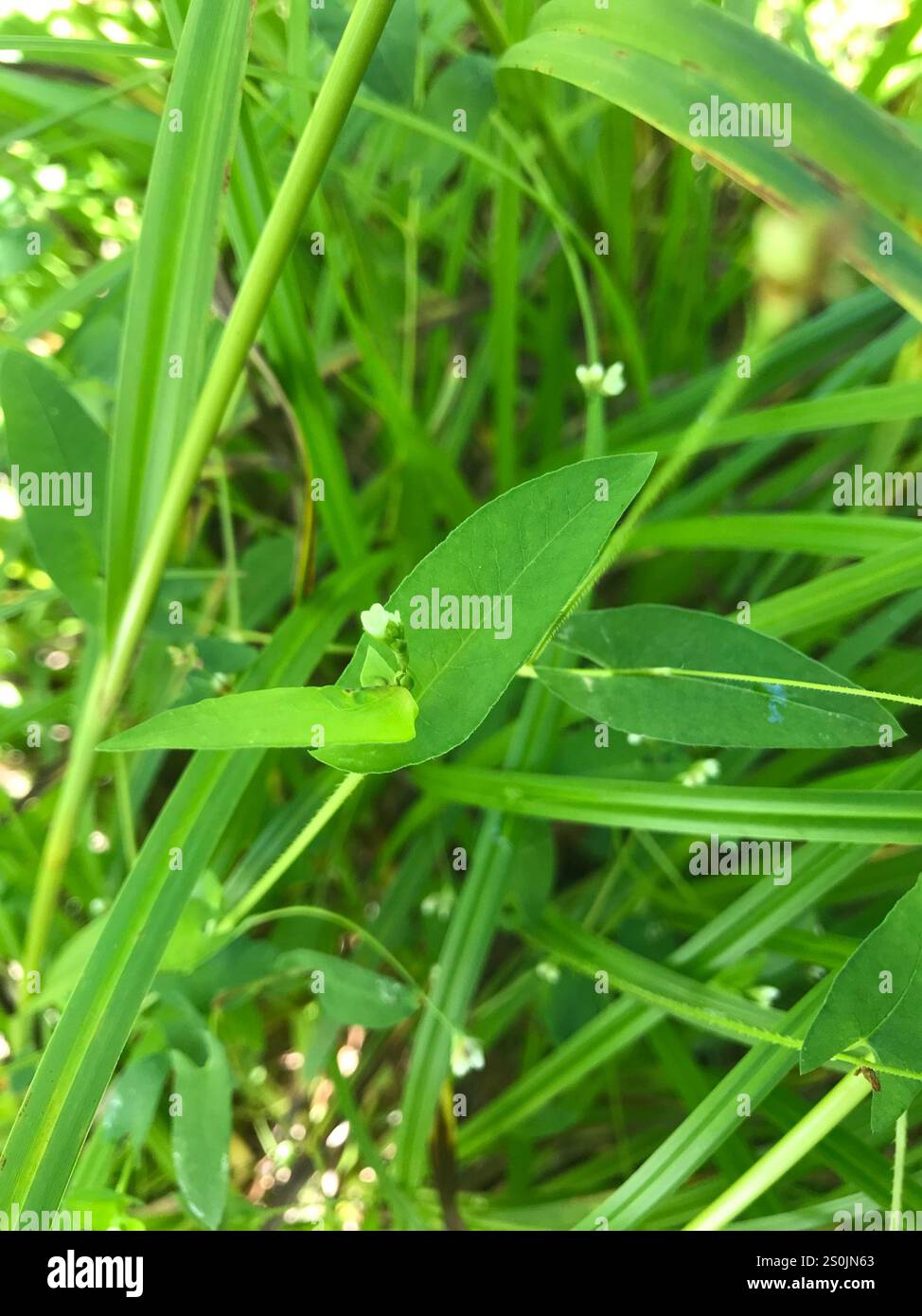 arrow-leaved tearthumb (Persicaria sagittata Stock Photo - Alamy