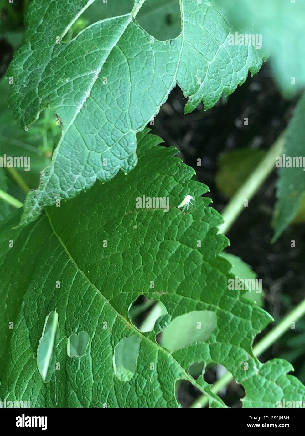 Hart's Hyaline Plant Bug (Hyaliodes harti Stock Photo - Alamy