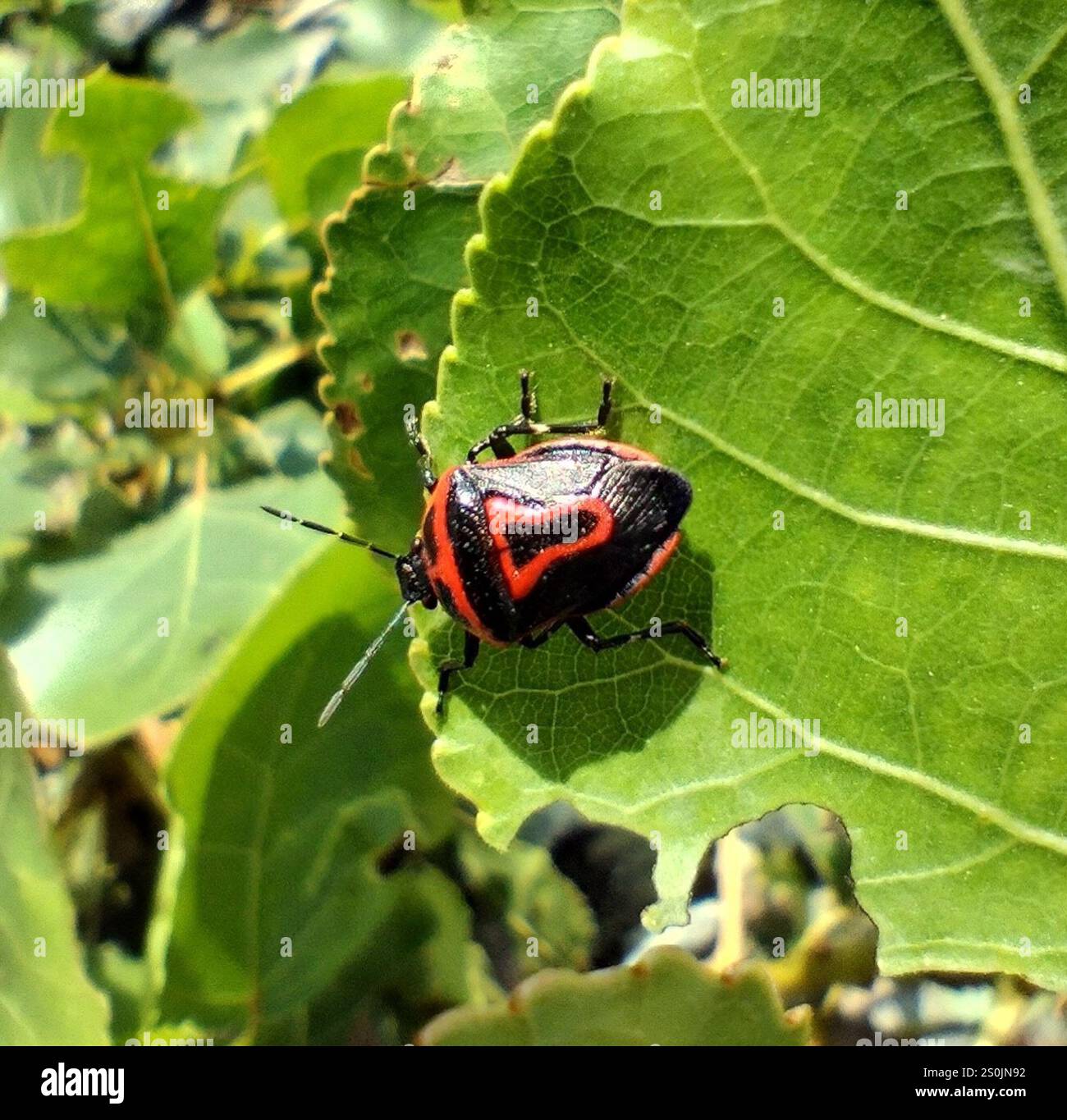 Two-spotted Stink Bug (Perillus bioculatus Stock Photo - Alamy