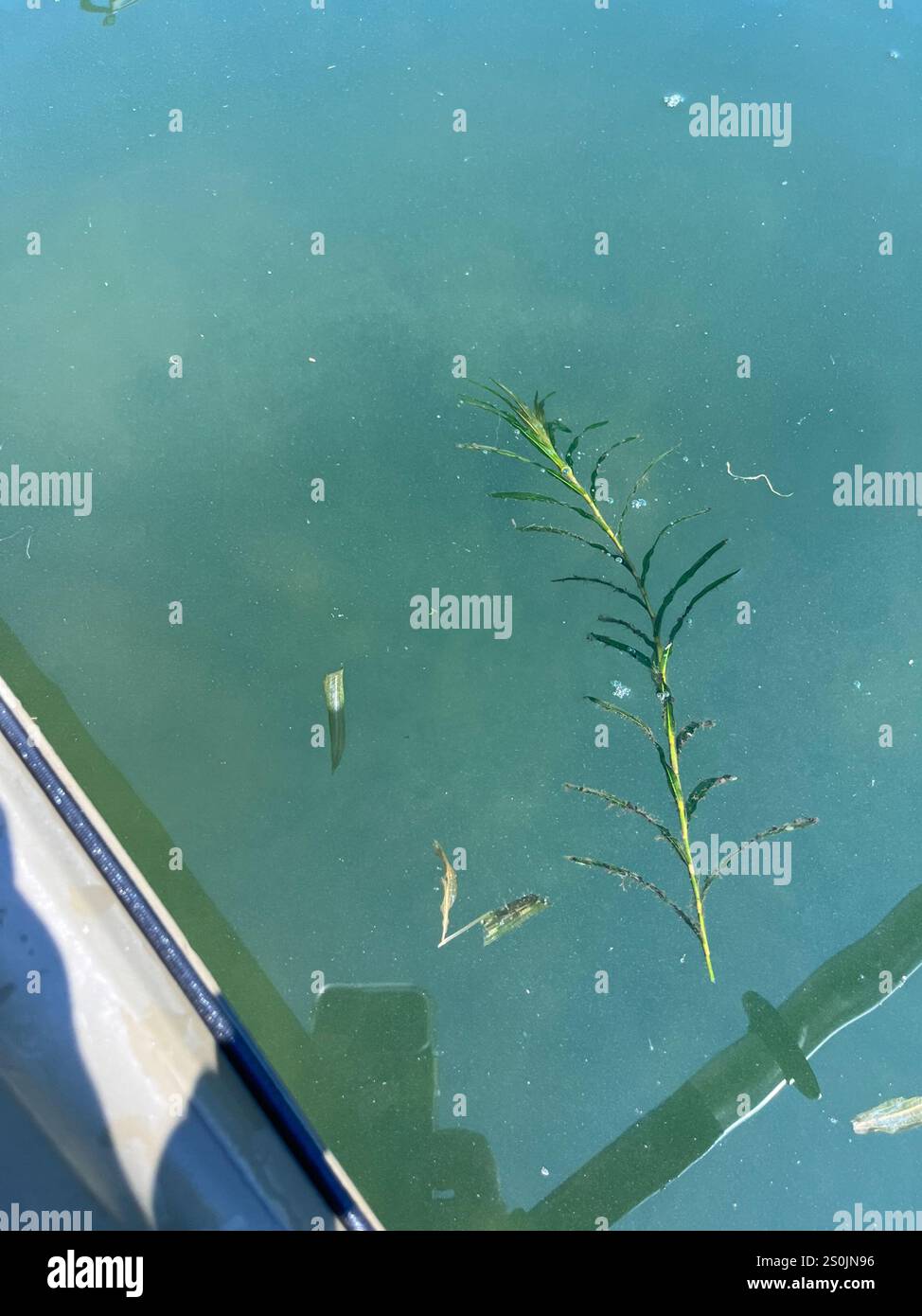 robbins' pondweed (Potamogeton robbinsii Stock Photo - Alamy