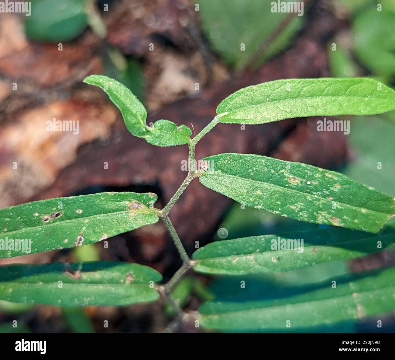 Virginia snakeroot (Aristolochia serpentaria Stock Photo - Alamy