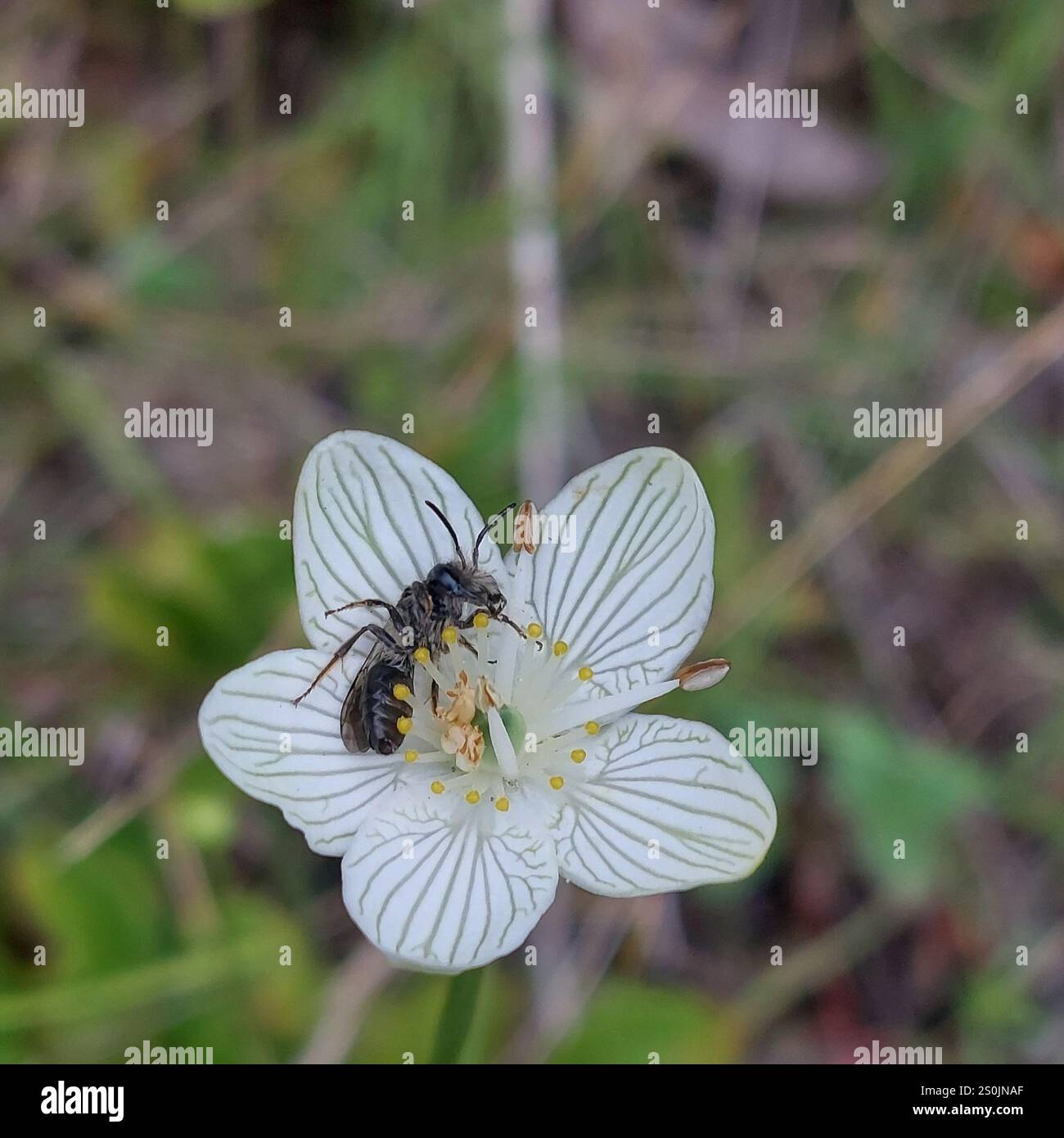fen grass of Parnassus (Parnassia glauca Stock Photo - Alamy
