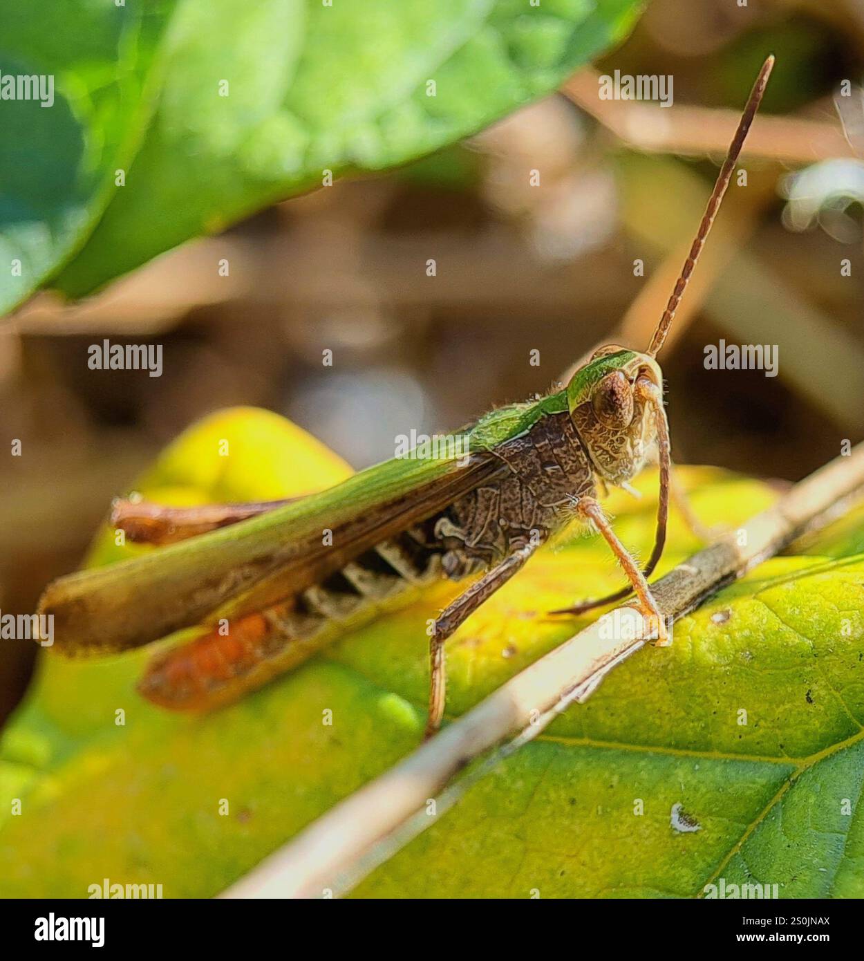 Common Field Grasshopper (Chorthippus brunneus Stock Photo - Alamy