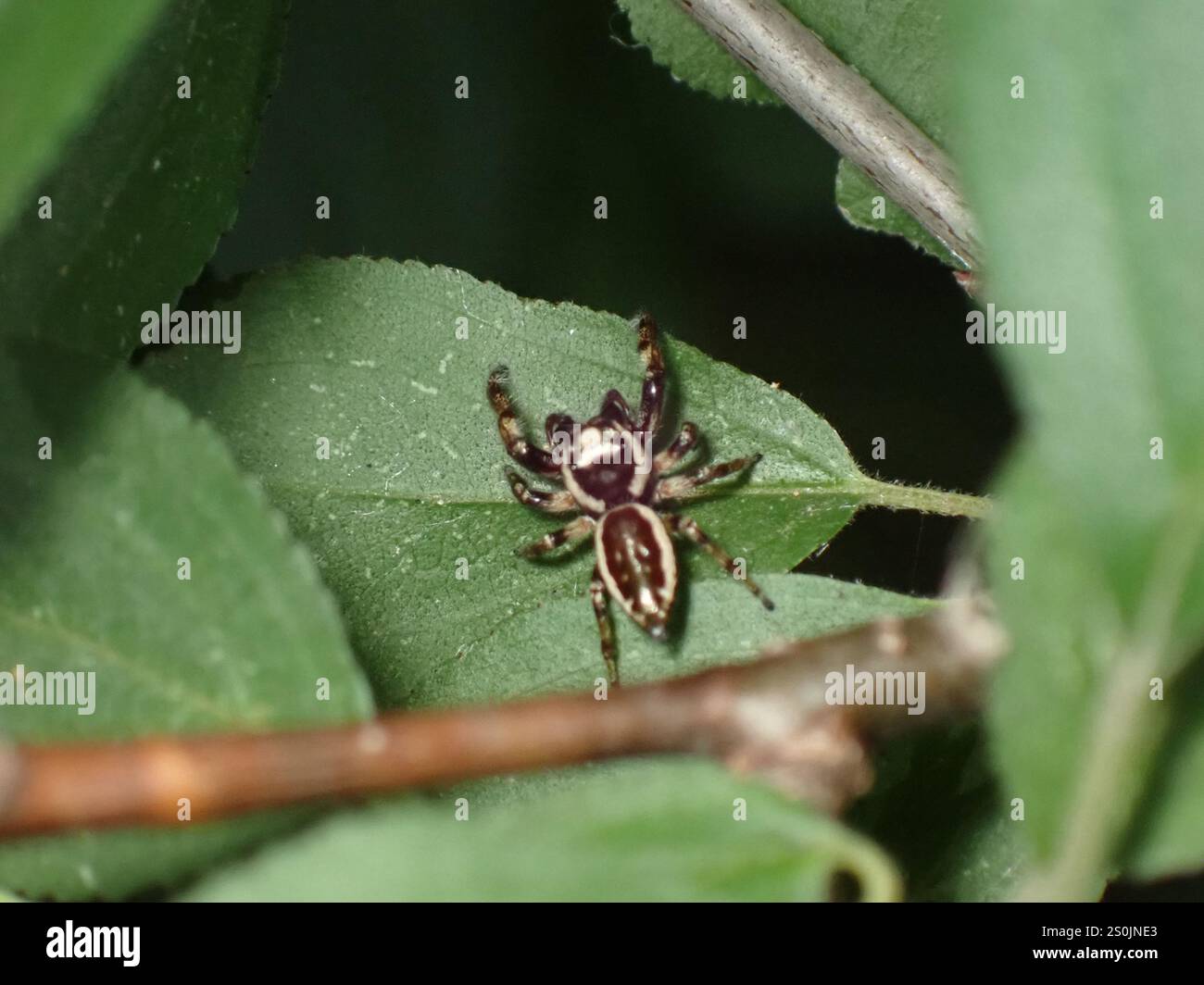 Bronze Jumping Spider (Eris militaris Stock Photo - Alamy