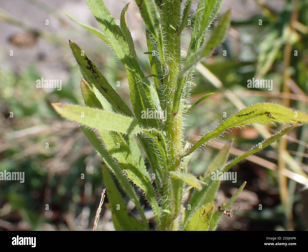 Tall Fleabane (Erigeron floribundus Stock Photo - Alamy