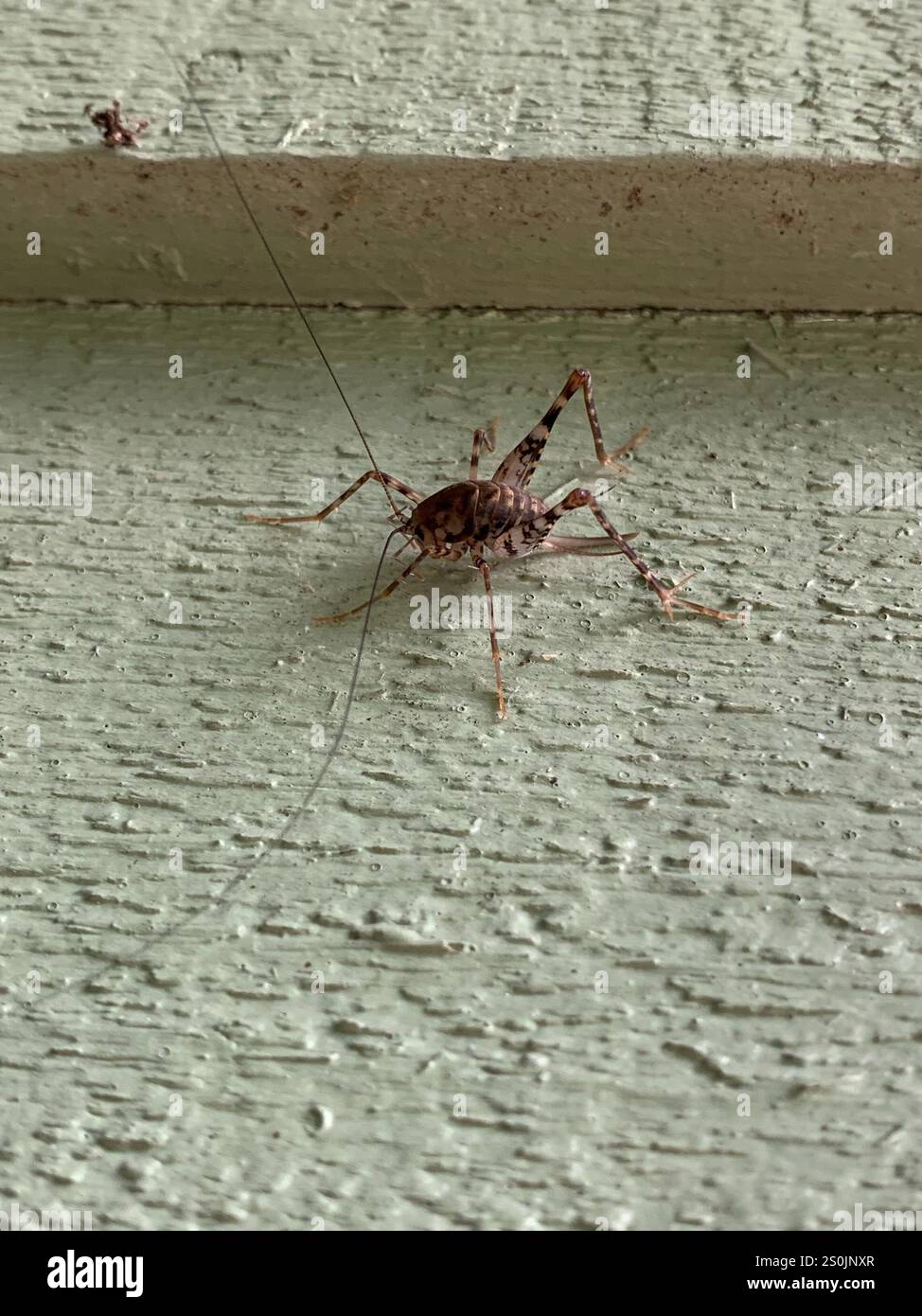 Greenhouse Camel Cricket (Tachycines asynamorus Stock Photo - Alamy