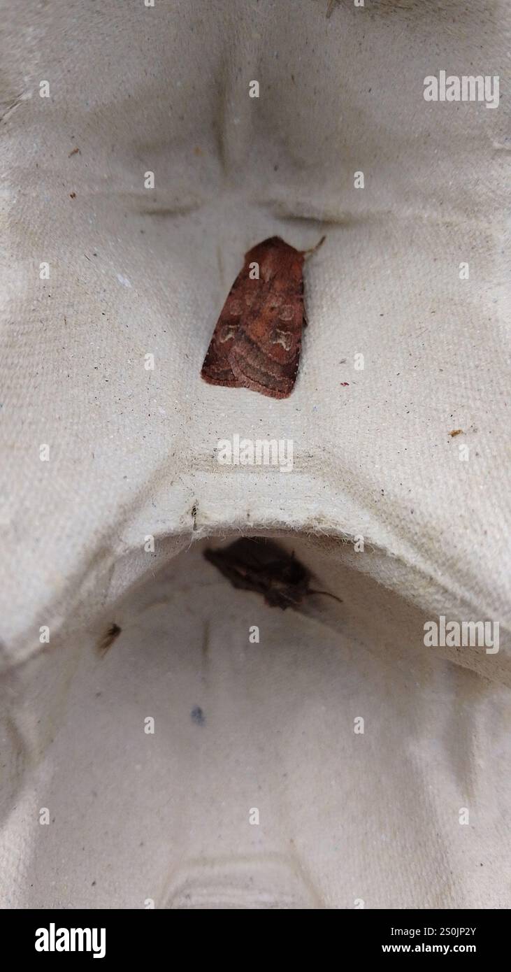 Small Square-spot (Diarsia rubi Stock Photo - Alamy