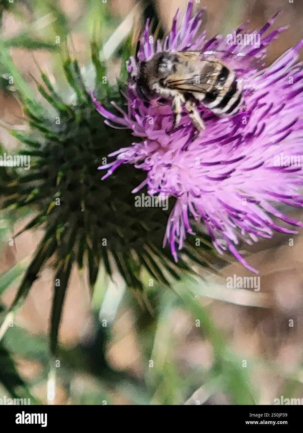 Urbane Digger Bee (Anthophora urbana Stock Photo - Alamy