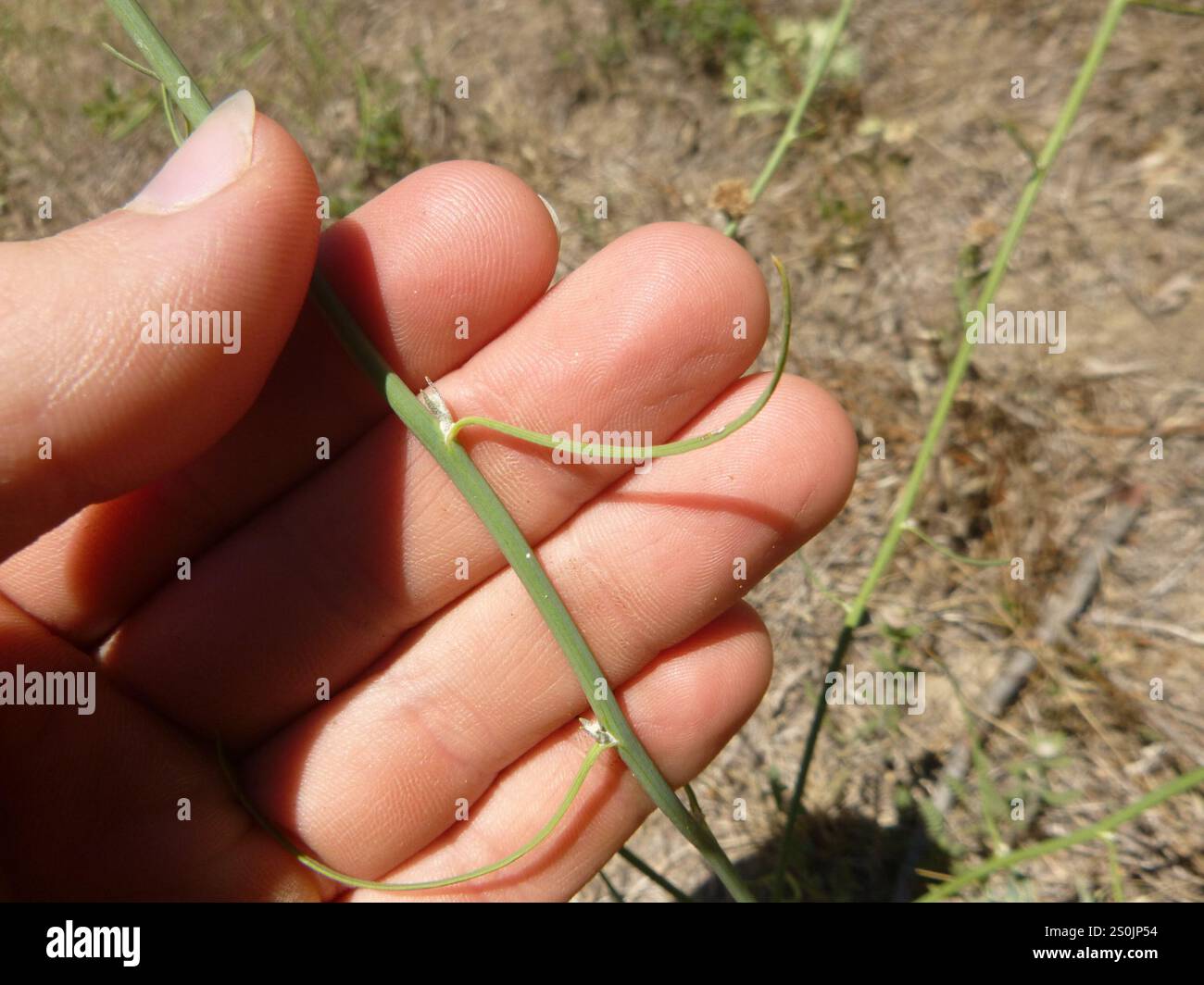 Rush Skeletonweed (Chondrilla juncea Stock Photo - Alamy
