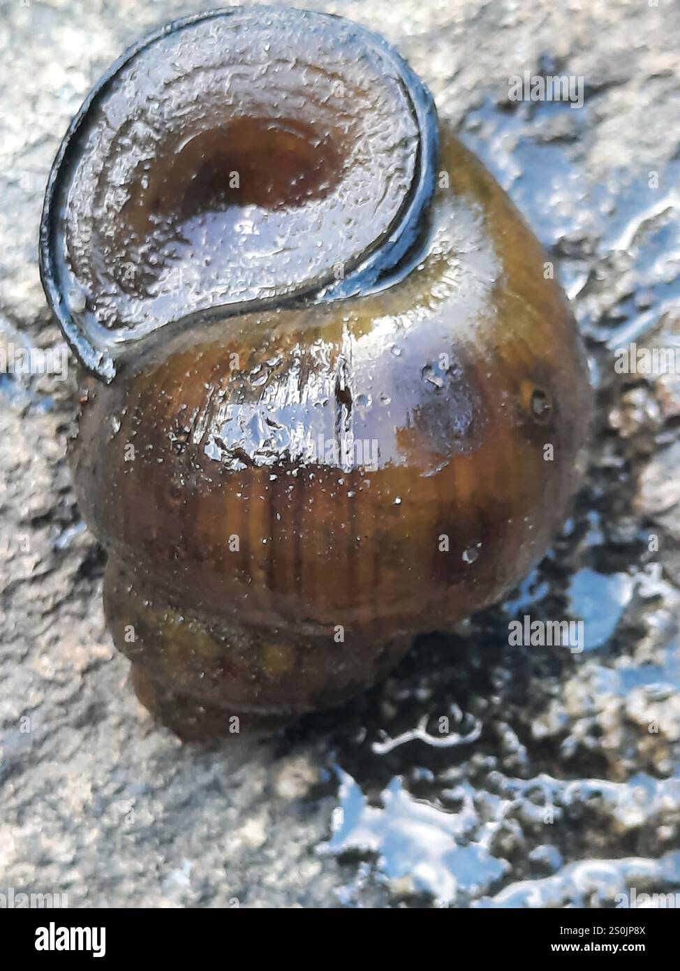 Chinese Mystery Snail (Cipangopaludina chinensis Stock Photo - Alamy