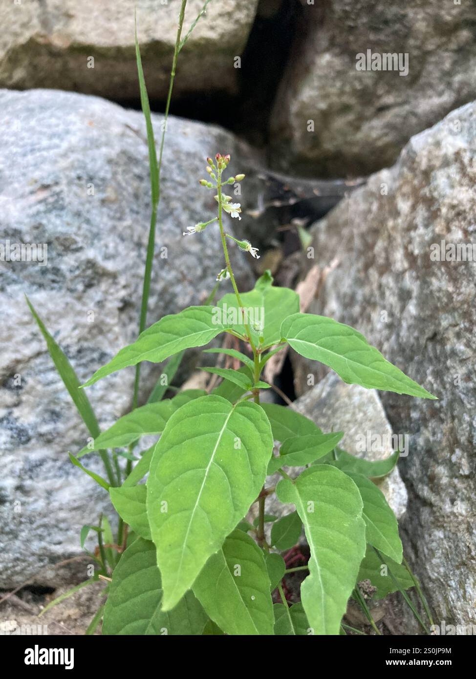broadleaf enchanter's nightshade (Circaea canadensis Stock Photo - Alamy