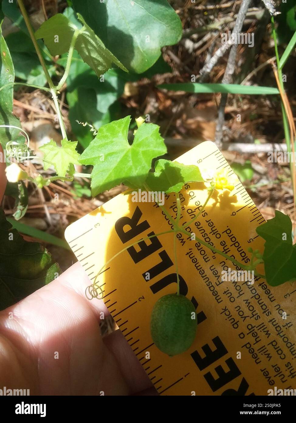 creeping cucumber (Melothria pendula Stock Photo - Alamy