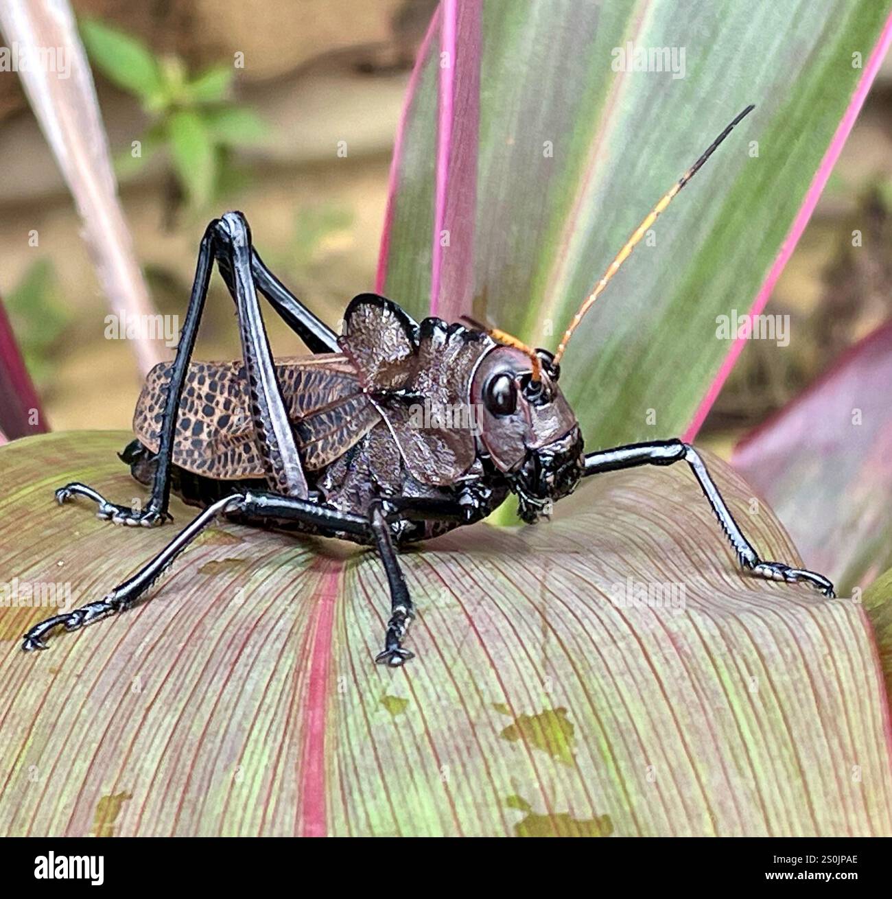 Reticulate lubber grasshopper (Romalea reticulata Stock Photo - Alamy