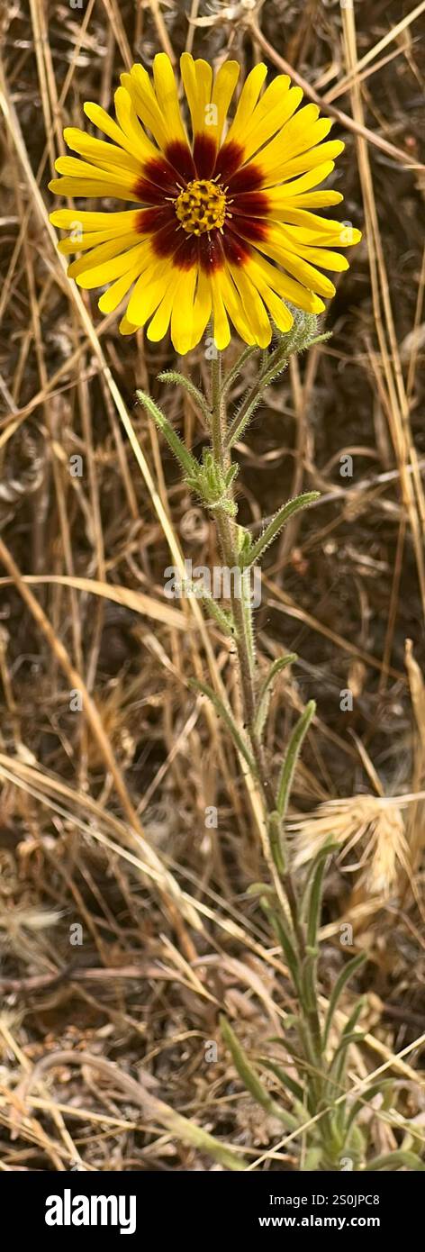 Common Madia (Madia elegans Stock Photo - Alamy
