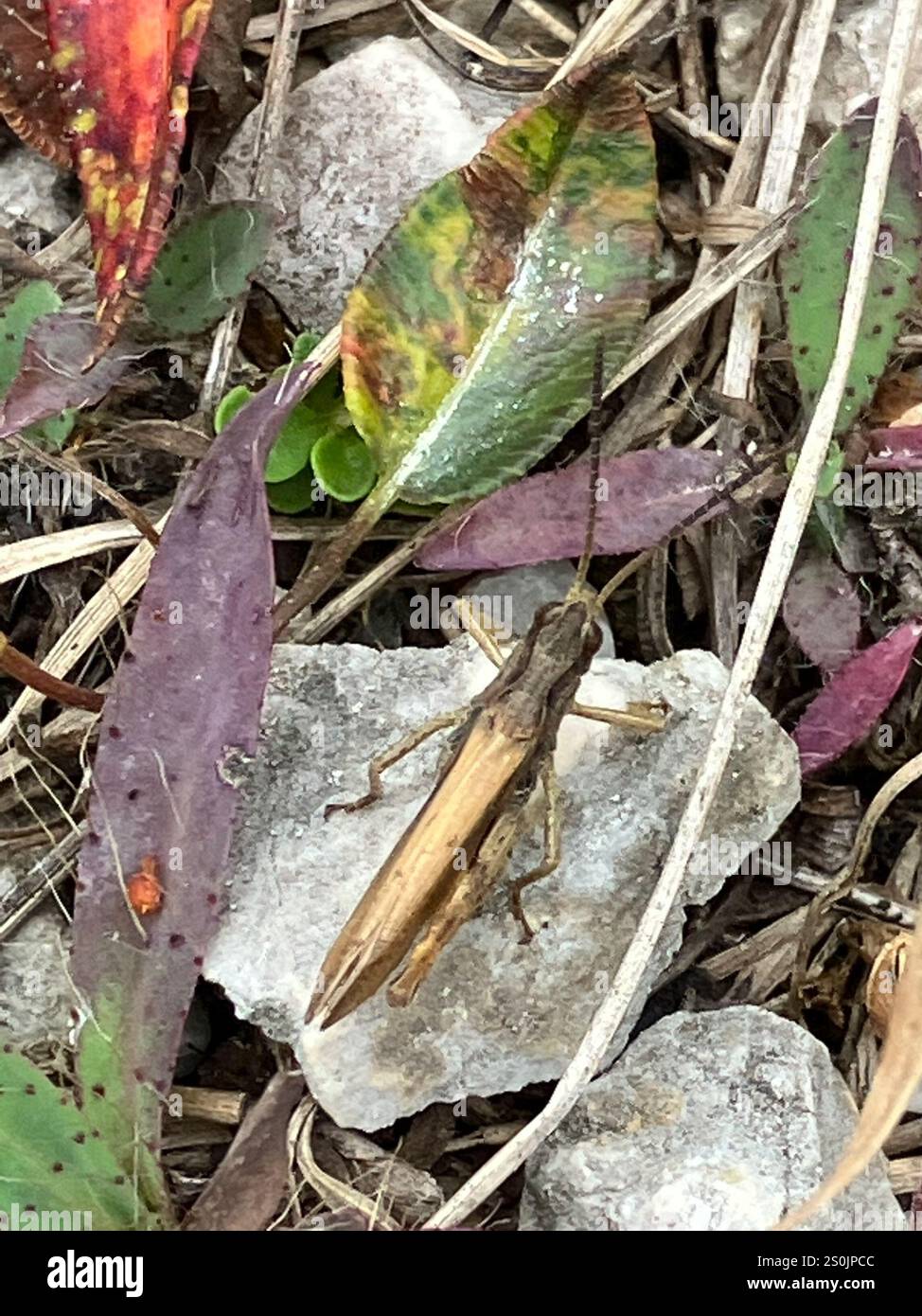 Locomotive Grasshopper (Chorthippus apricarius Stock Photo - Alamy