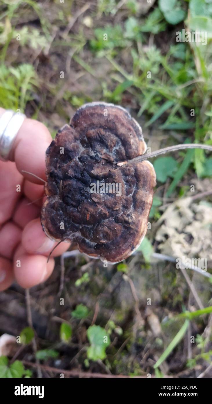 red-staining stalked polypore (Sanguinoderma rude Stock Photo - Alamy