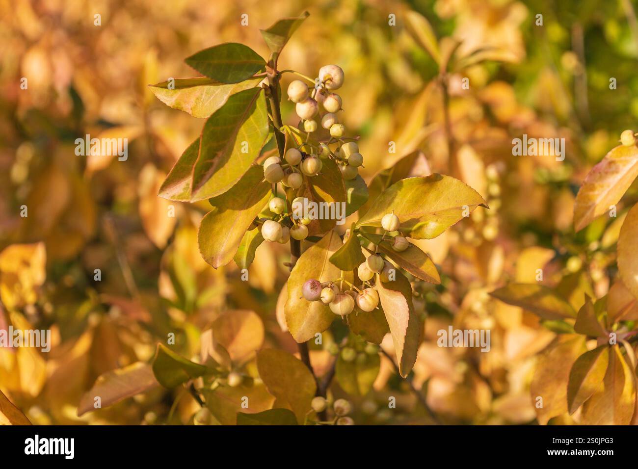 Yellow fruits of Euonymus japonicus. evergreen spindle, Japanese ...