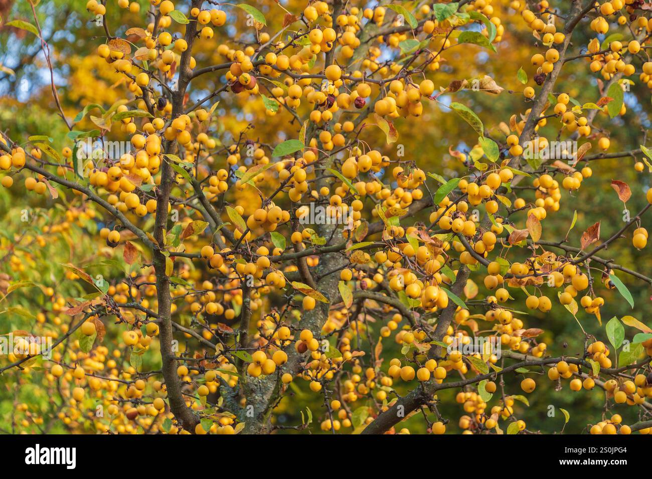 Yellow fruits of Malus prunifolia. plumleaf crab apple, plum-leaved ...