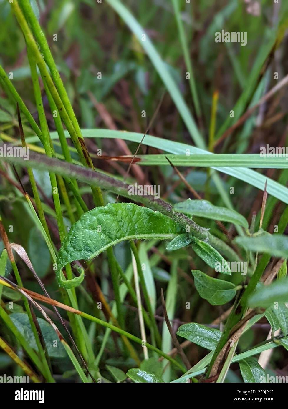 Tall Elephant's-foot (Elephantopus elatus Stock Photo - Alamy
