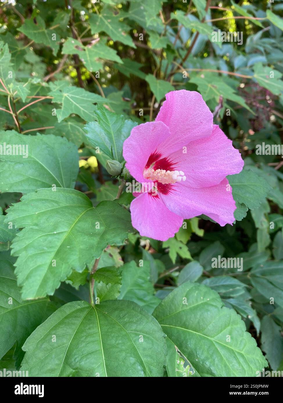common hibiscus (Hibiscus syriacus Stock Photo - Alamy