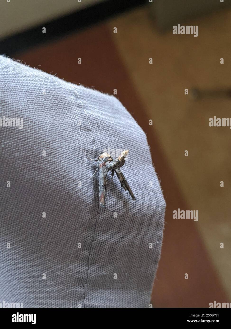 Dark Marathyssa Moth (Marathyssa inficita Stock Photo - Alamy