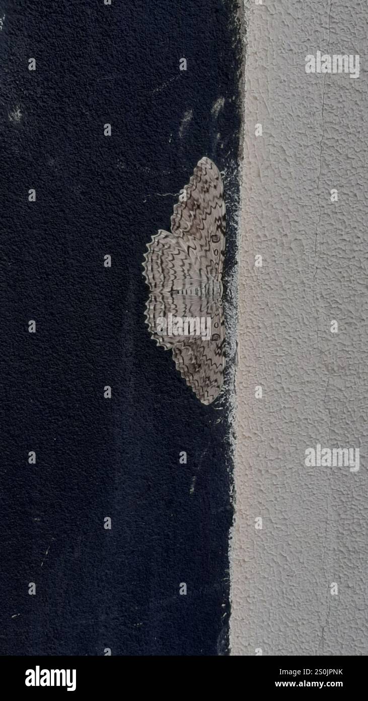 White Witch Moth (Thysania agrippina Stock Photo - Alamy