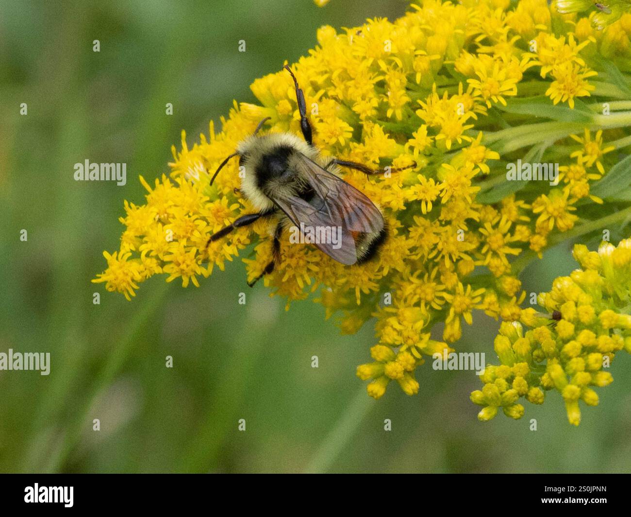 Tricolored Bumble Bee (Bombus ternarius Stock Photo - Alamy