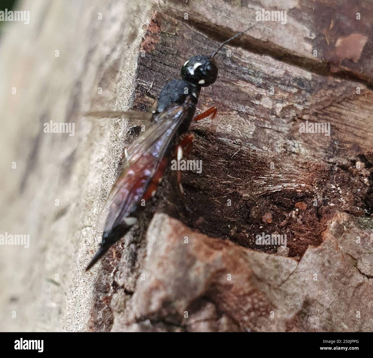 willow wood wasp (Xiphydria prolongata Stock Photo - Alamy