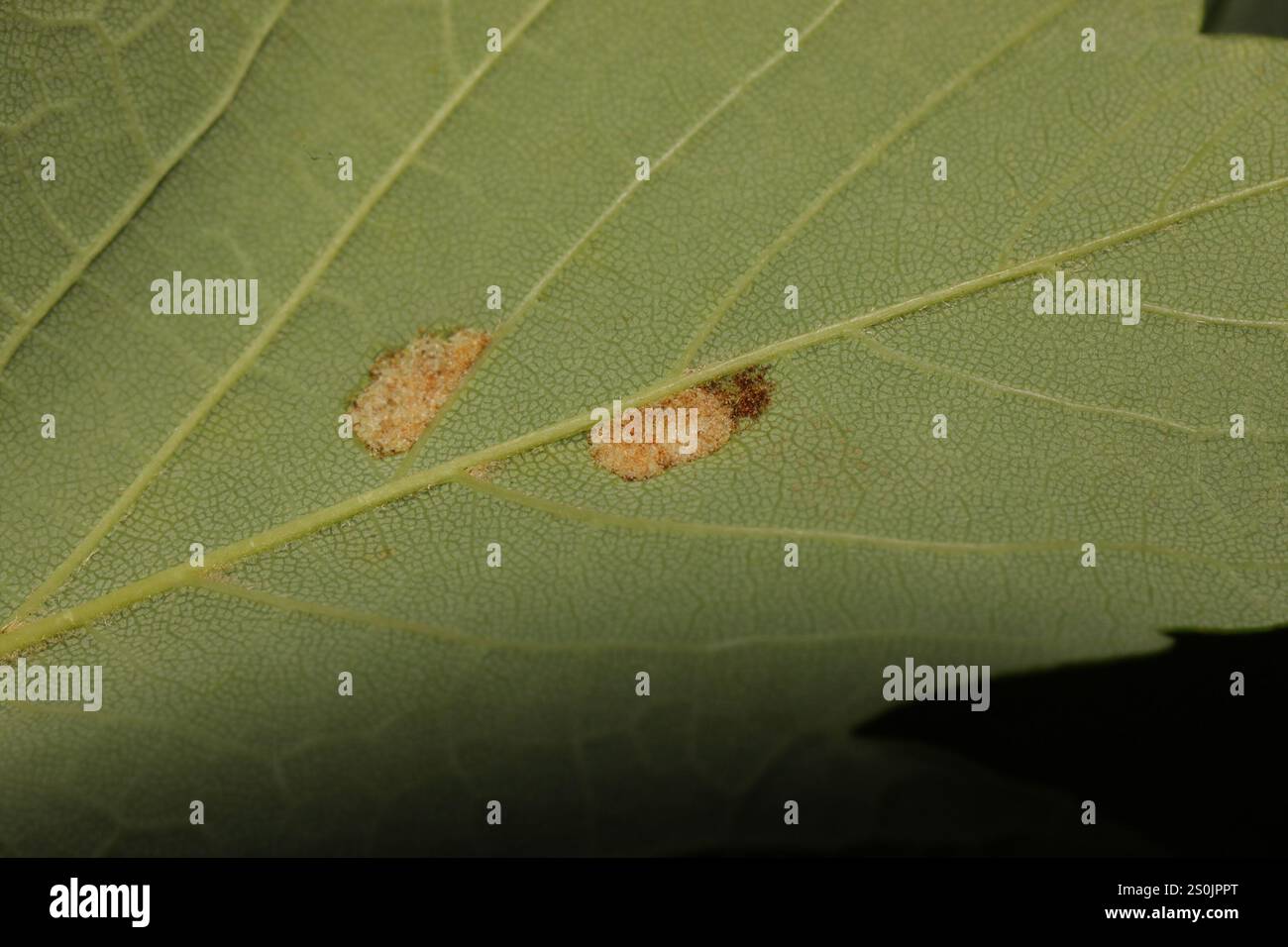 Sycamore Felt Gall Mite (Aceria pseudoplatani Stock Photo - Alamy