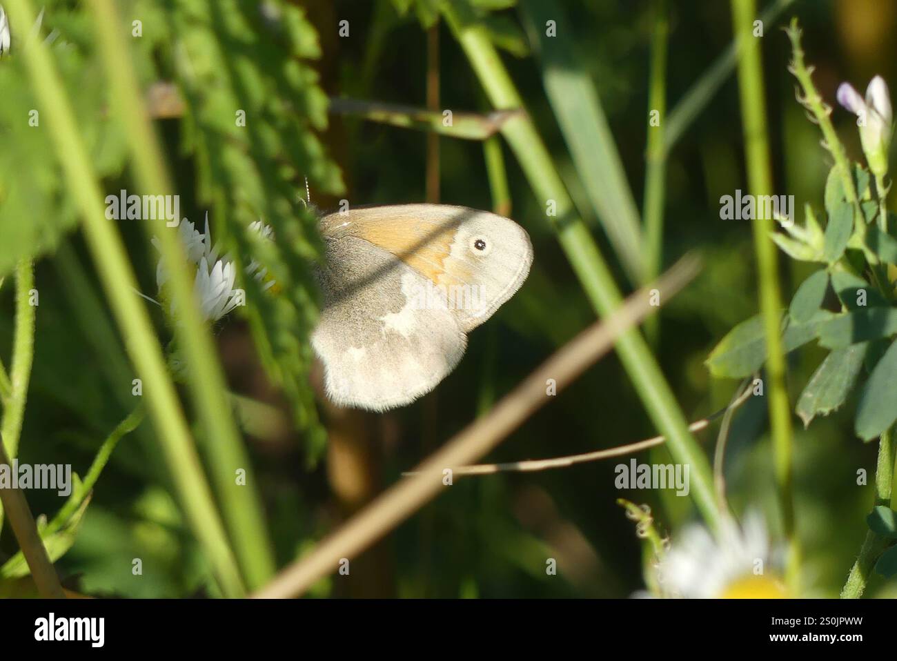 Common Ringlet (Coenonympha california Stock Photo - Alamy