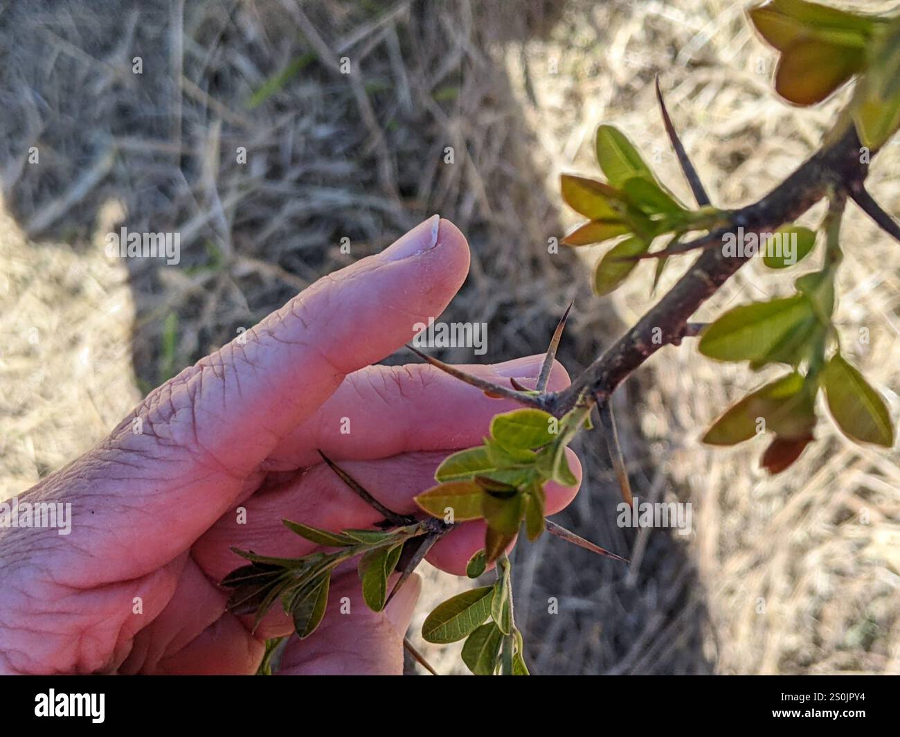 Cockspur Thorn (Maclura cochinchinensis Stock Photo - Alamy