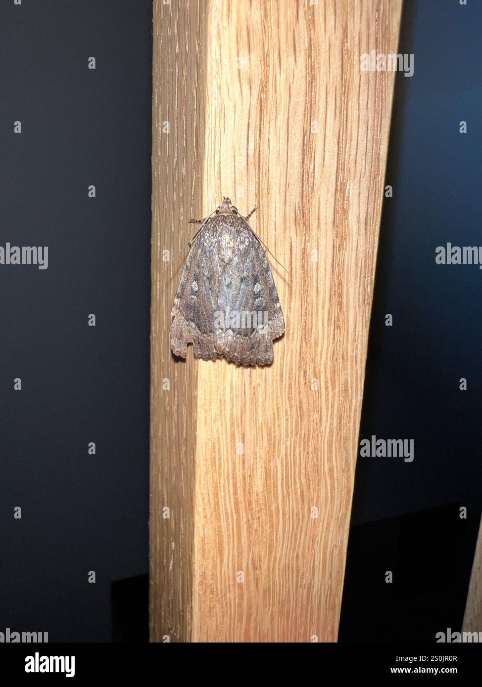 American Copper Underwing (Amphipyra pyramidoides Stock Photo - Alamy