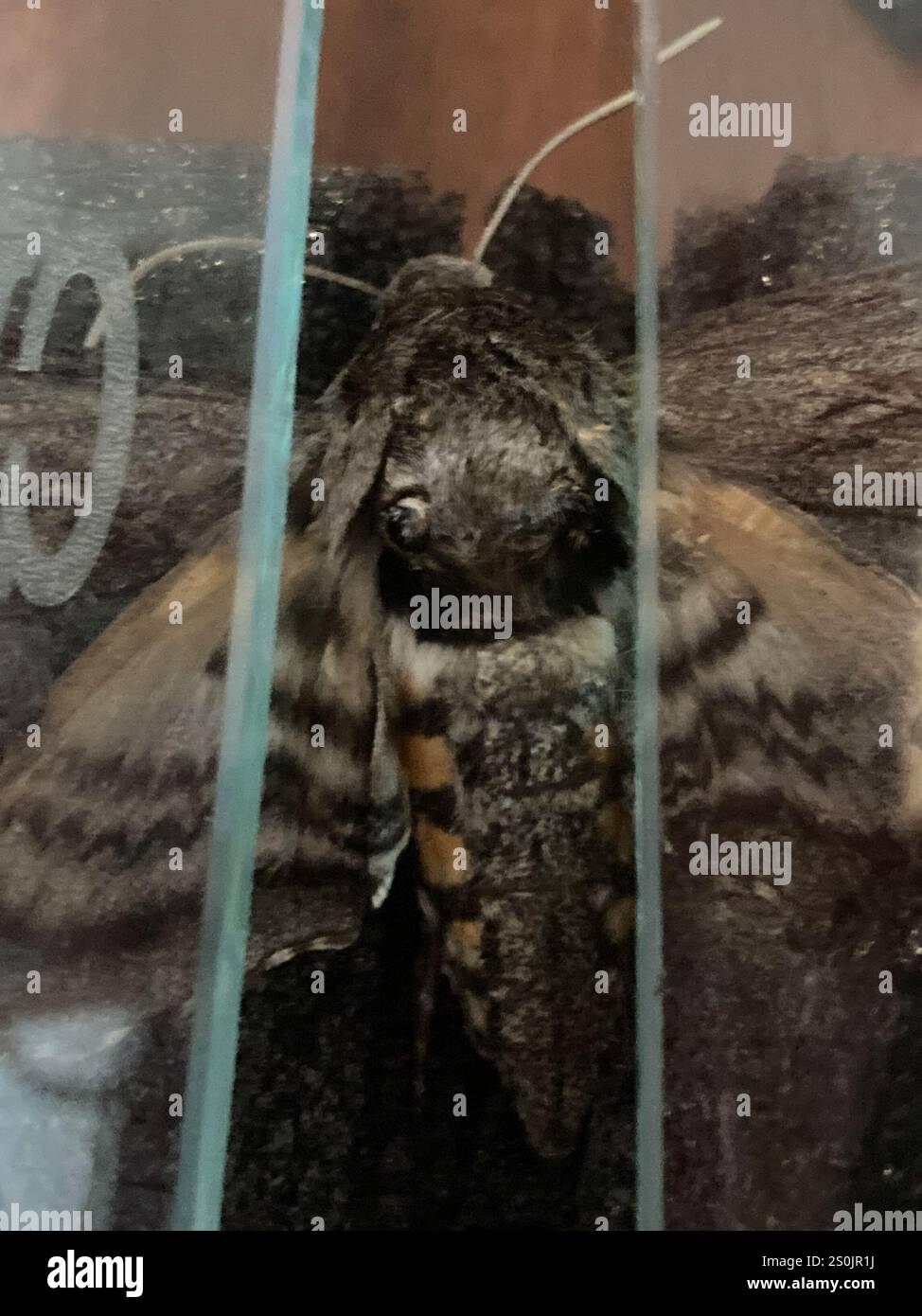 Five-spotted Hawk Moth (Manduca quinquemaculatus Stock Photo - Alamy