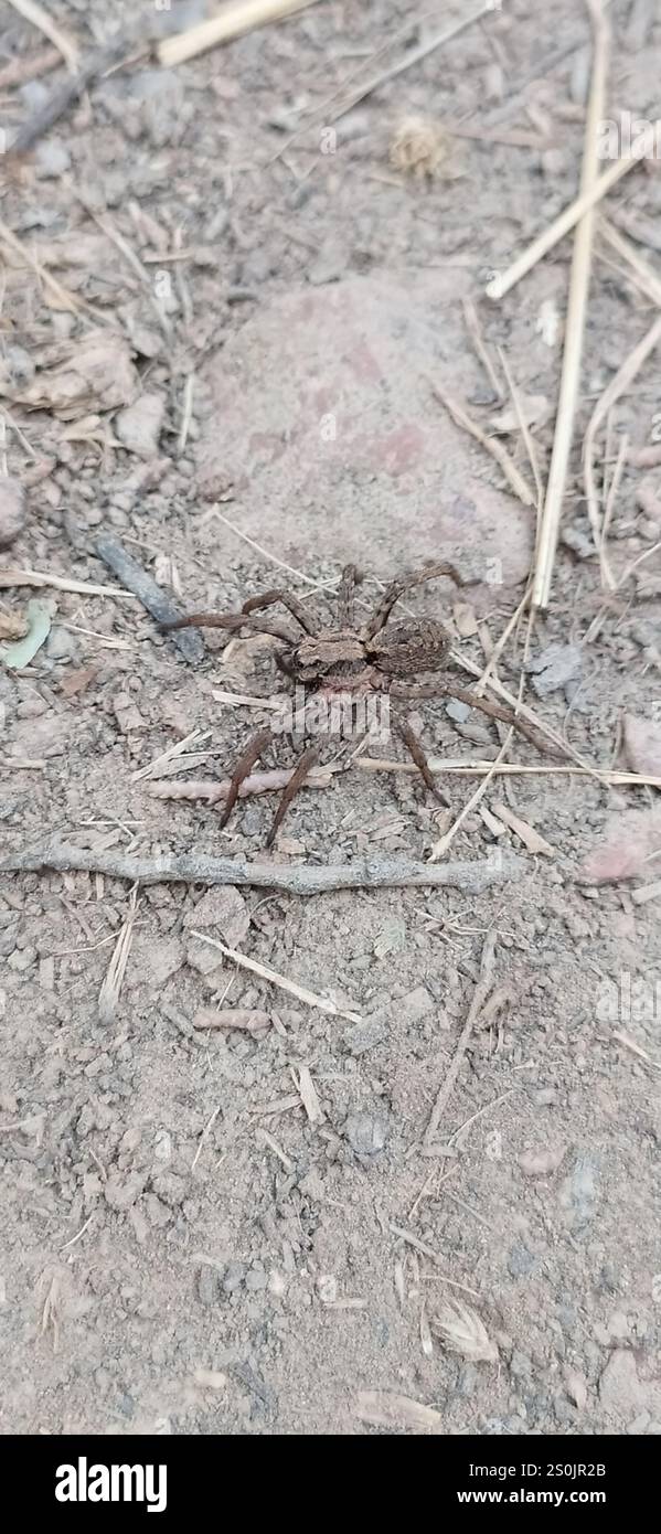 Fox Spiders (Alopecosa Stock Photo - Alamy