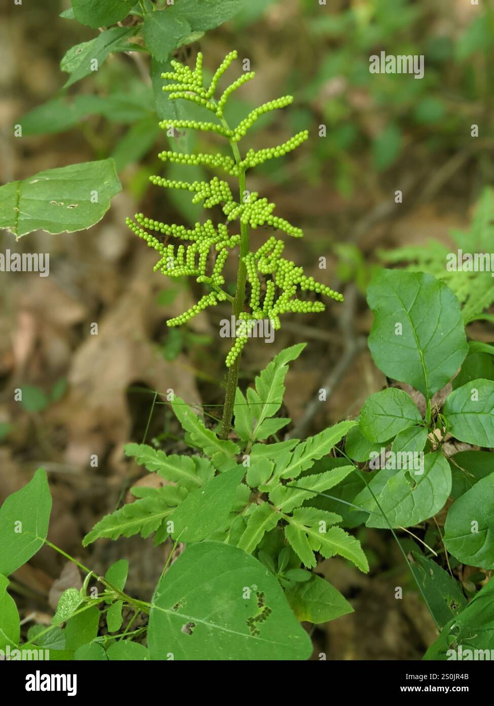 Cutleaf Grapefern (Sceptridium dissectum Stock Photo - Alamy