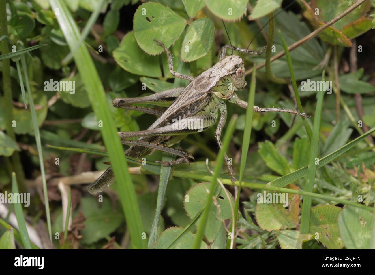Eastern Grey Bush-cricket (Platycleis grisea Stock Photo - Alamy