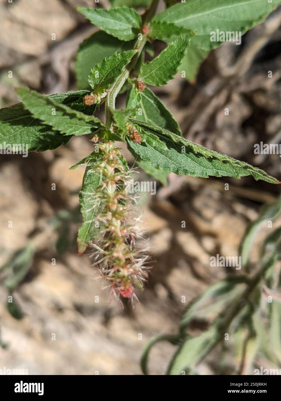 shrubby copperleaf (Acalypha phleoides Stock Photo - Alamy